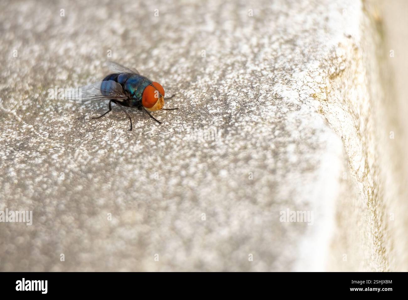 Close-up of a big blowfly, scientifically known as Chrysomya ...