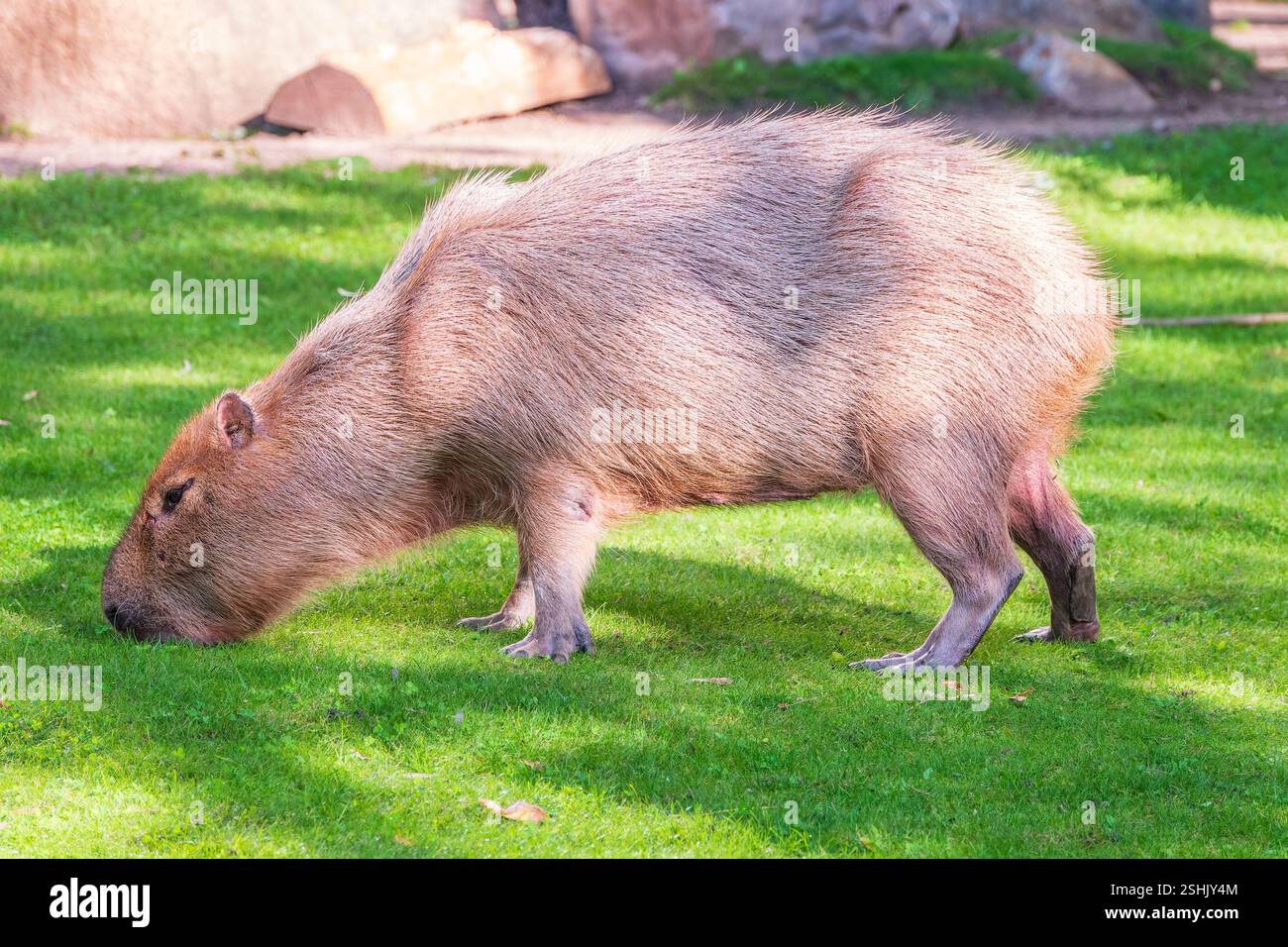 A large capybara walks on the green grass in the park. South American ...