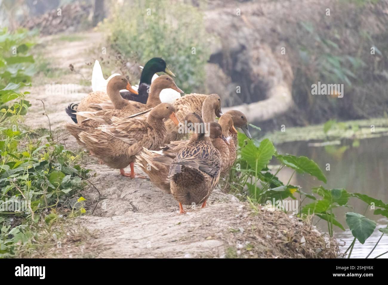 Group native bangladeshi ducks stand hi-res stock photography and ...