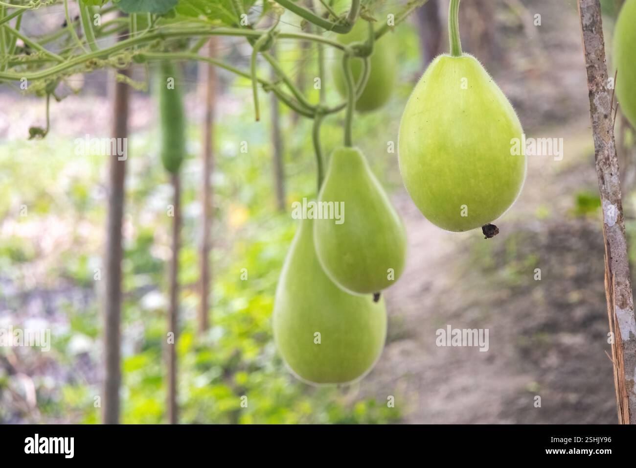 Fresh bottle gourd (Lagenaria siceraria) fruits, also known as calabash ...