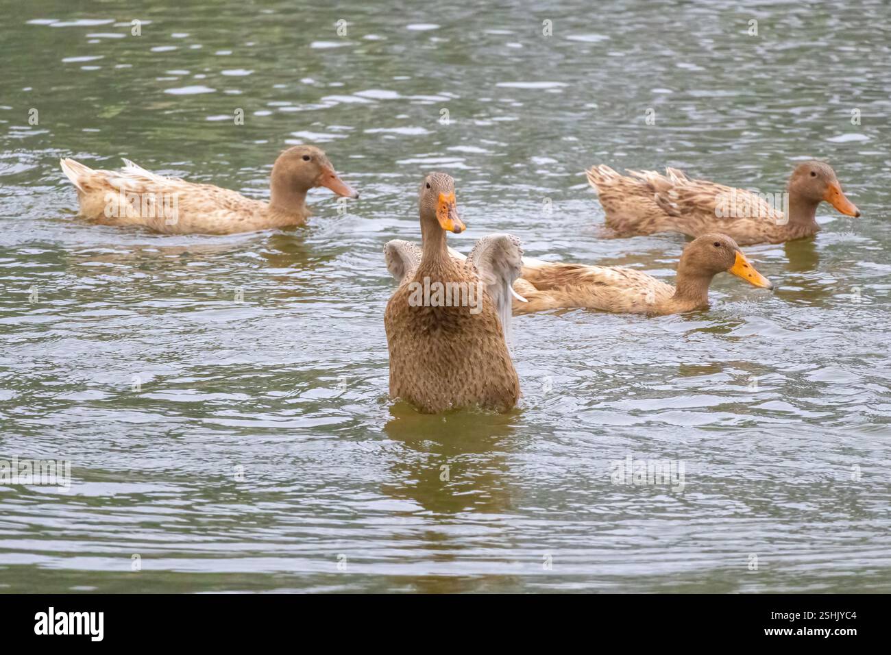 Group of native Bangladeshi ducks swimming, floating, and bathing in a ...