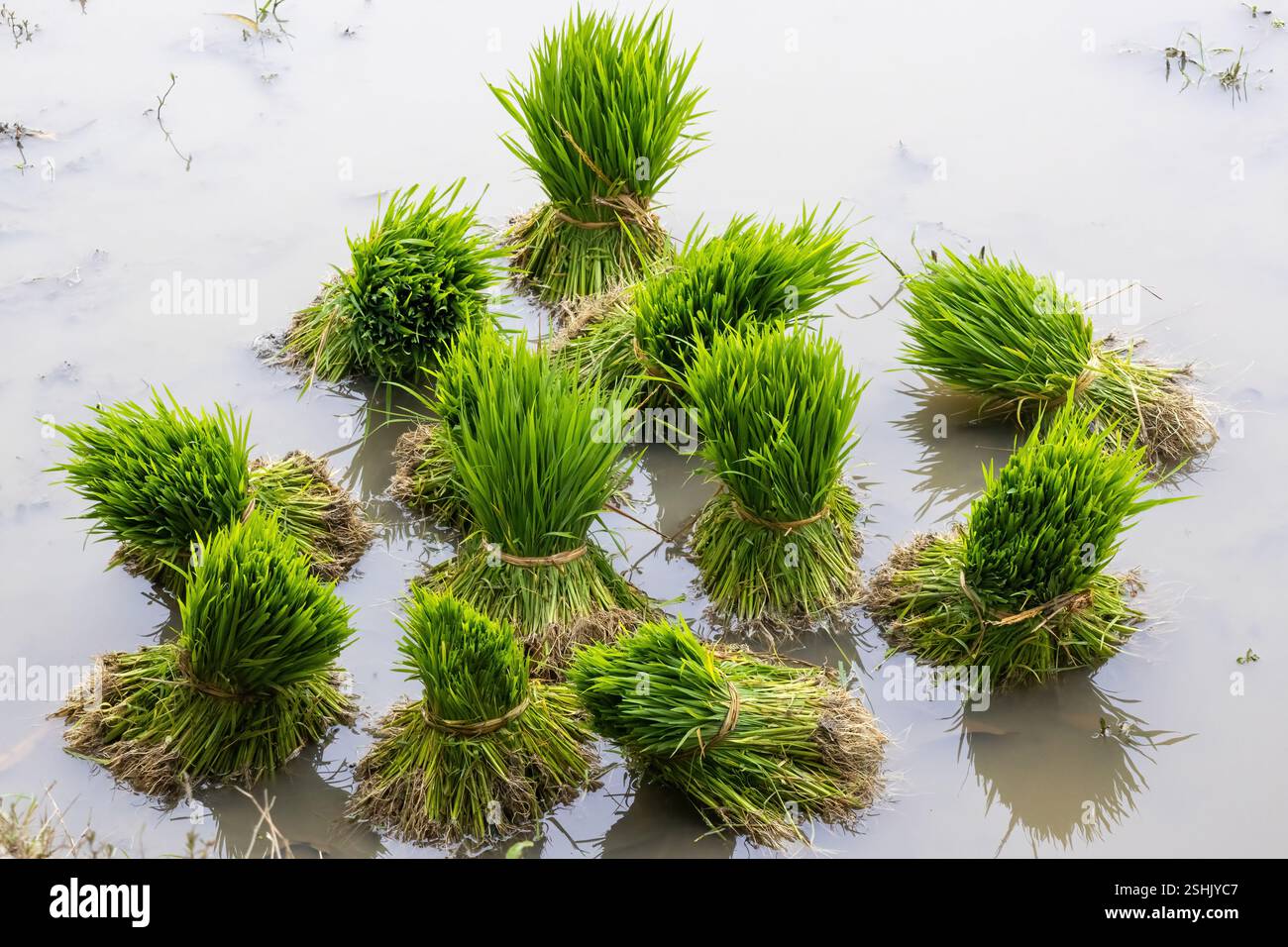 Rice seedlings ready for planting in a paddy field in rural Bangladesh ...