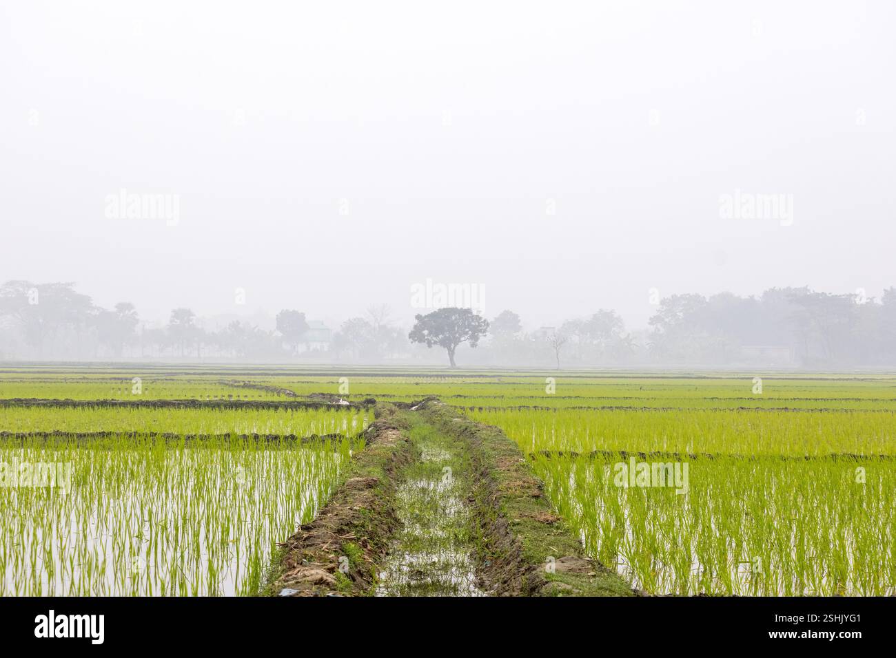 Beautiful green rice field scenery on a misty winter morning. Young ...