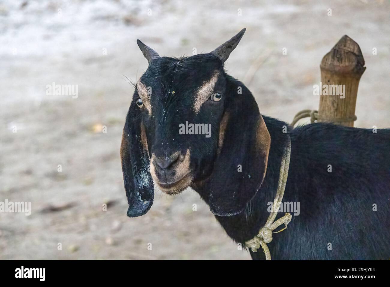 Close-up of a black goat tied to a bamboo pole in rural Bangladesh ...