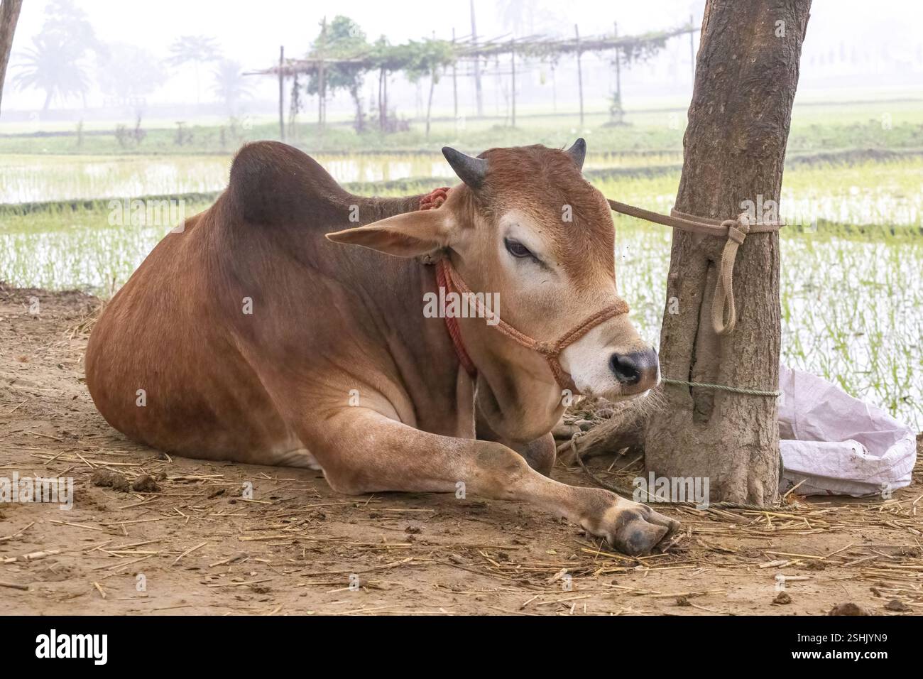 A cow tied to a tree is sitting on the ground and resting. This ...