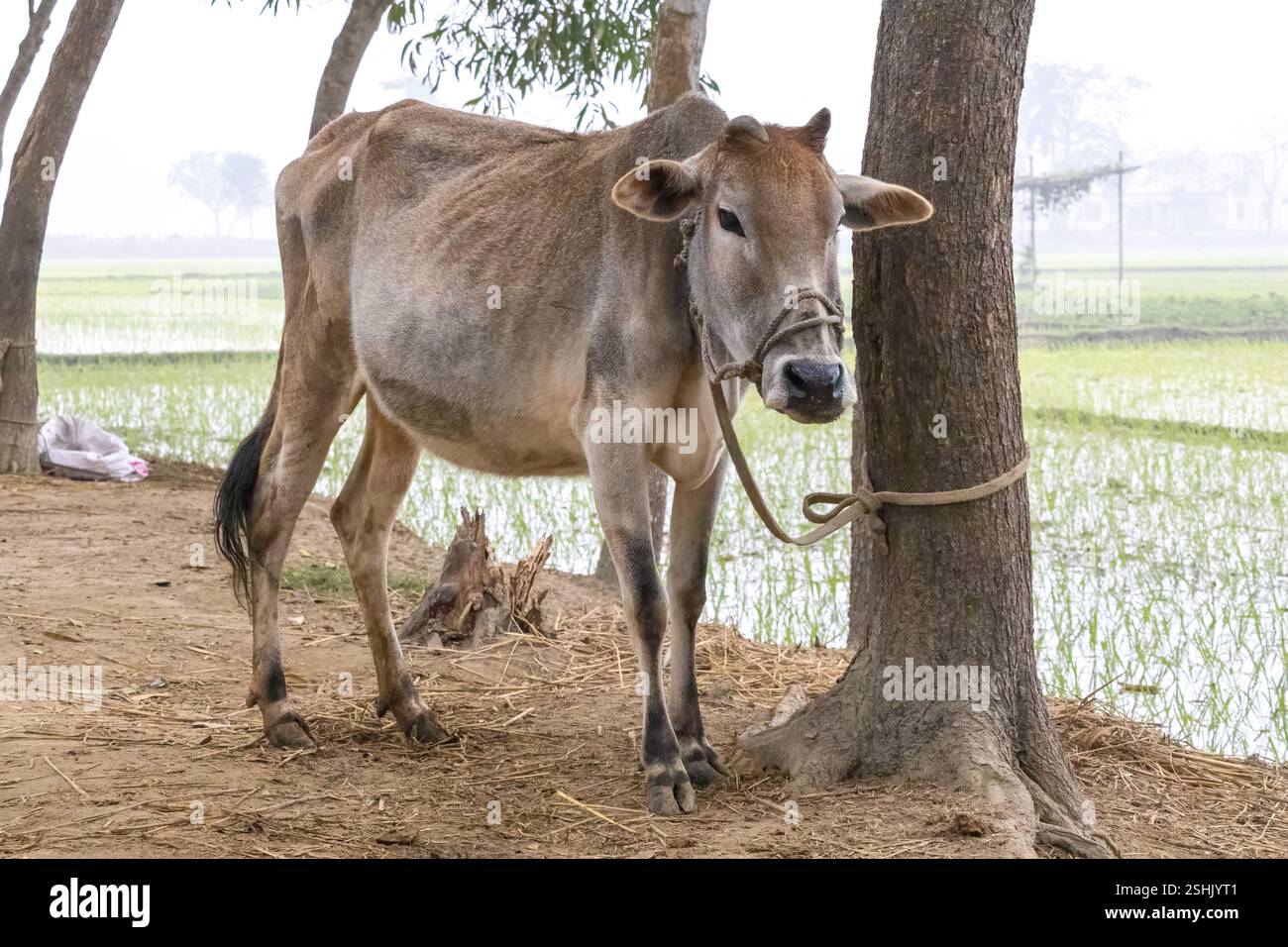 A cow, tied with a rope to a tree, is standing on the ground. This is a ...