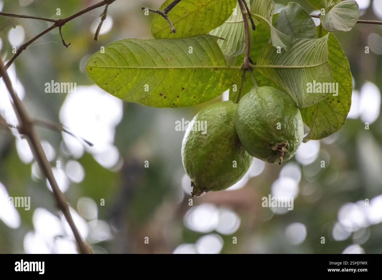 Two guava fruits, adorned with green leaves, hang from a branch of the ...