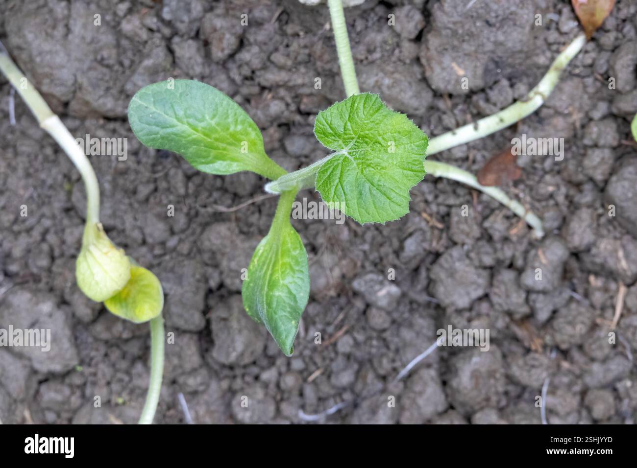 A young pumpkin plant growing in a village yard garden, newly planted ...