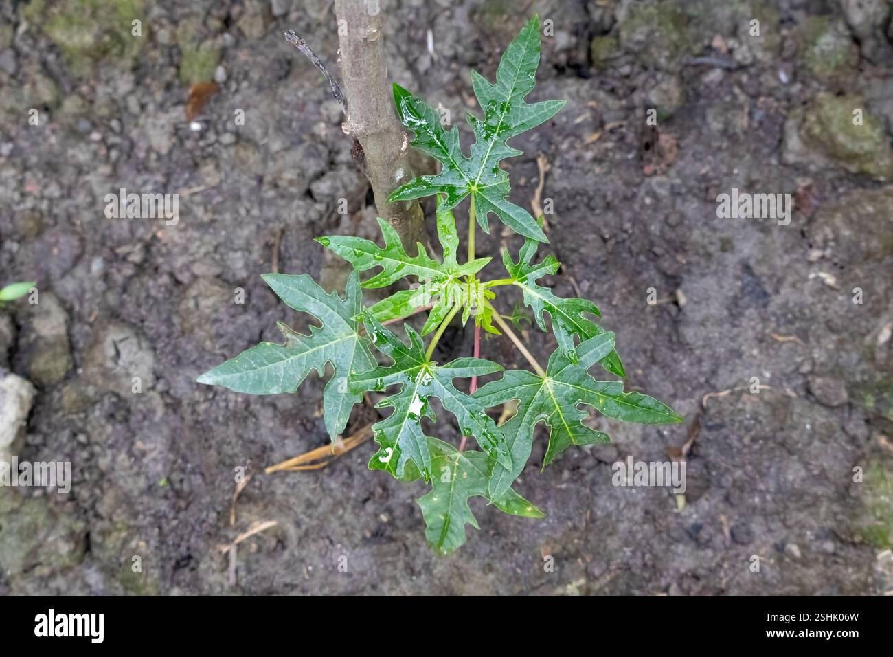 Newly planted papaya tree seedlings in a village yard, photographed ...