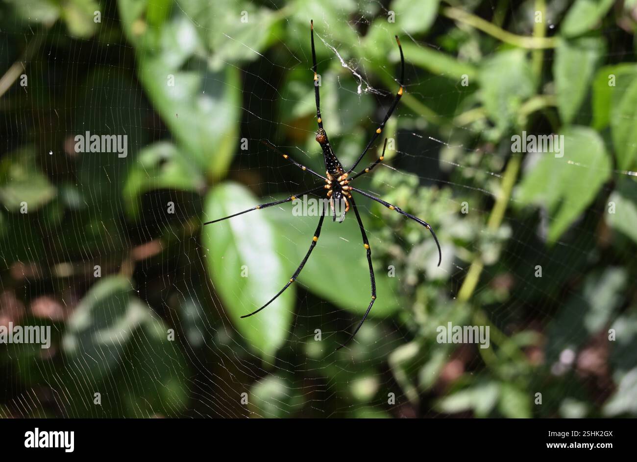 Ventral side close view of a female giant golden orb weaver spider ...