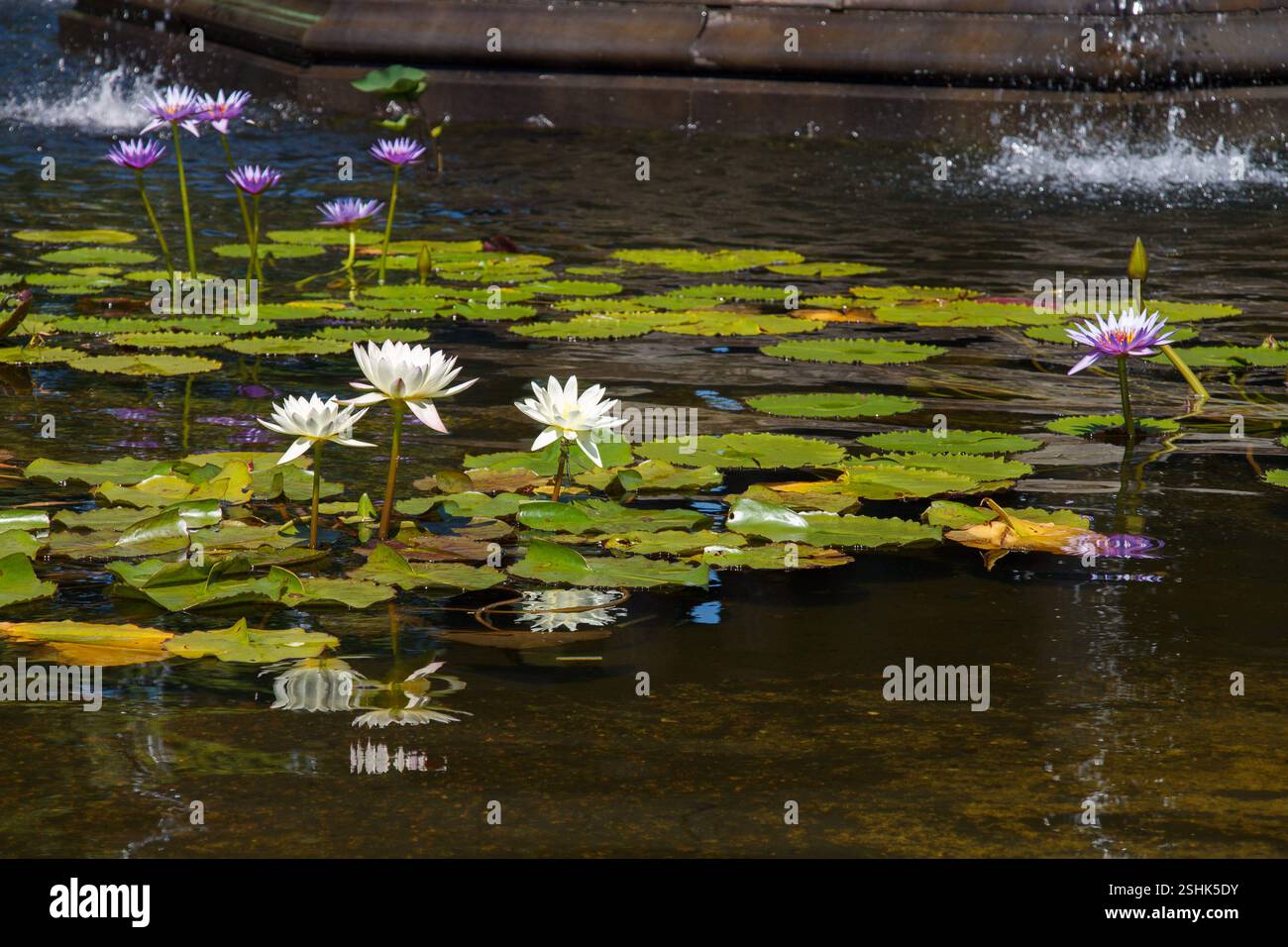 A group of Lilly flowers on the fountain of Bethesda fountain, Central ...