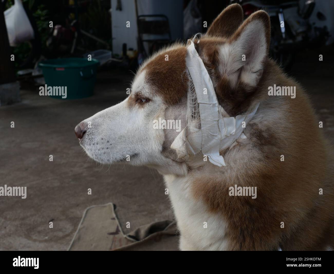 A sad and cute face of an injured Siberian Husky being treated with ...