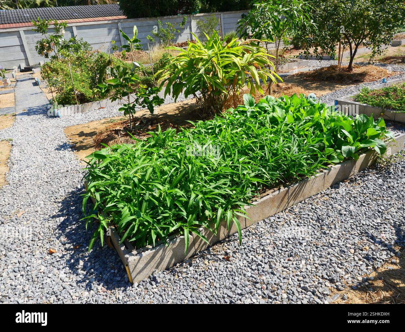 Green leaves of Water spinach or Morning glory and False pakchoi plant ...