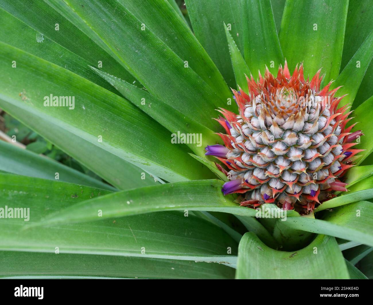 Pineapple blossom with green leaves in background, The purple petals of ...