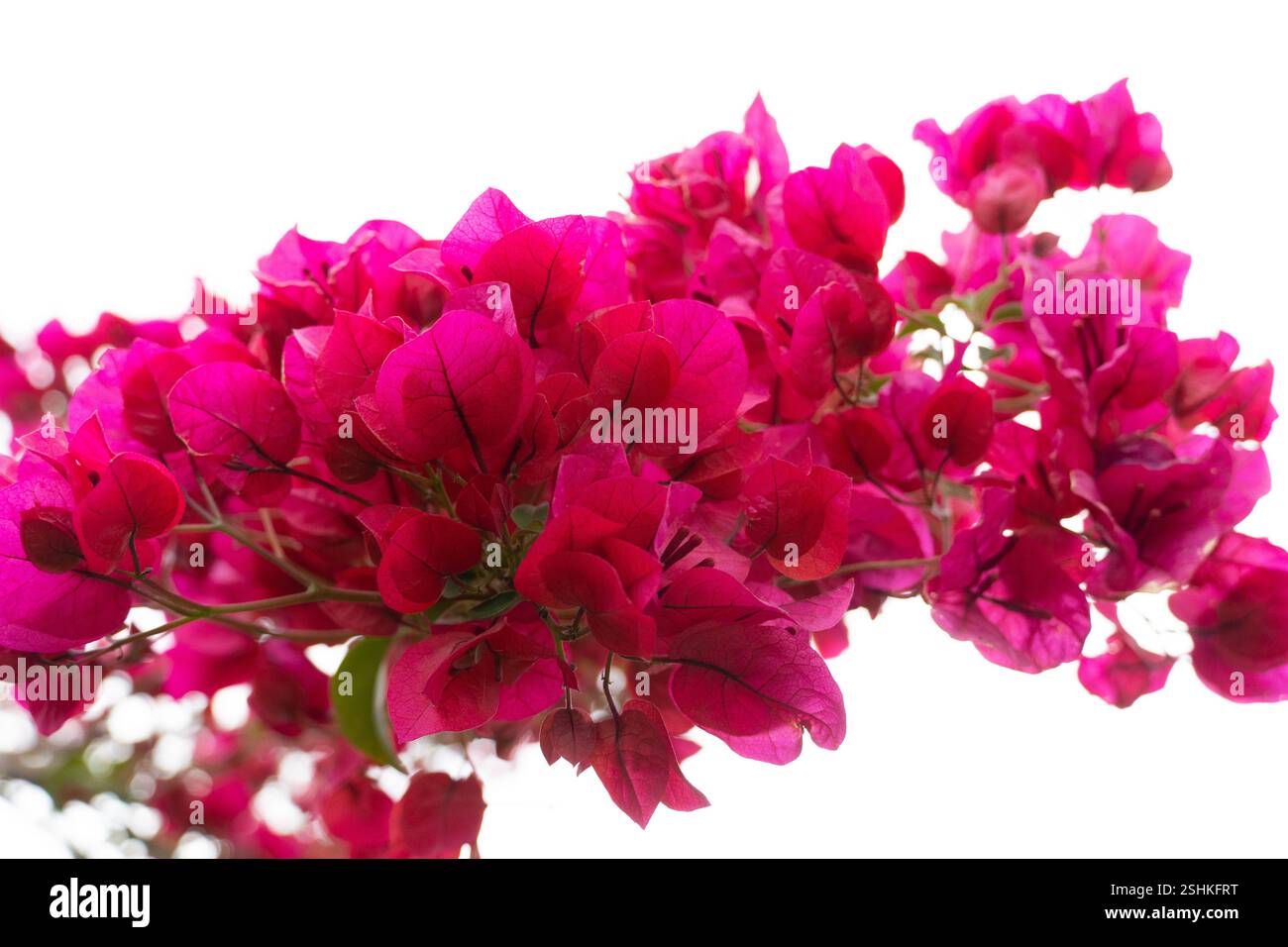 Deep pink violet flowers Cut Out Stock Images & Pictures - Alamy