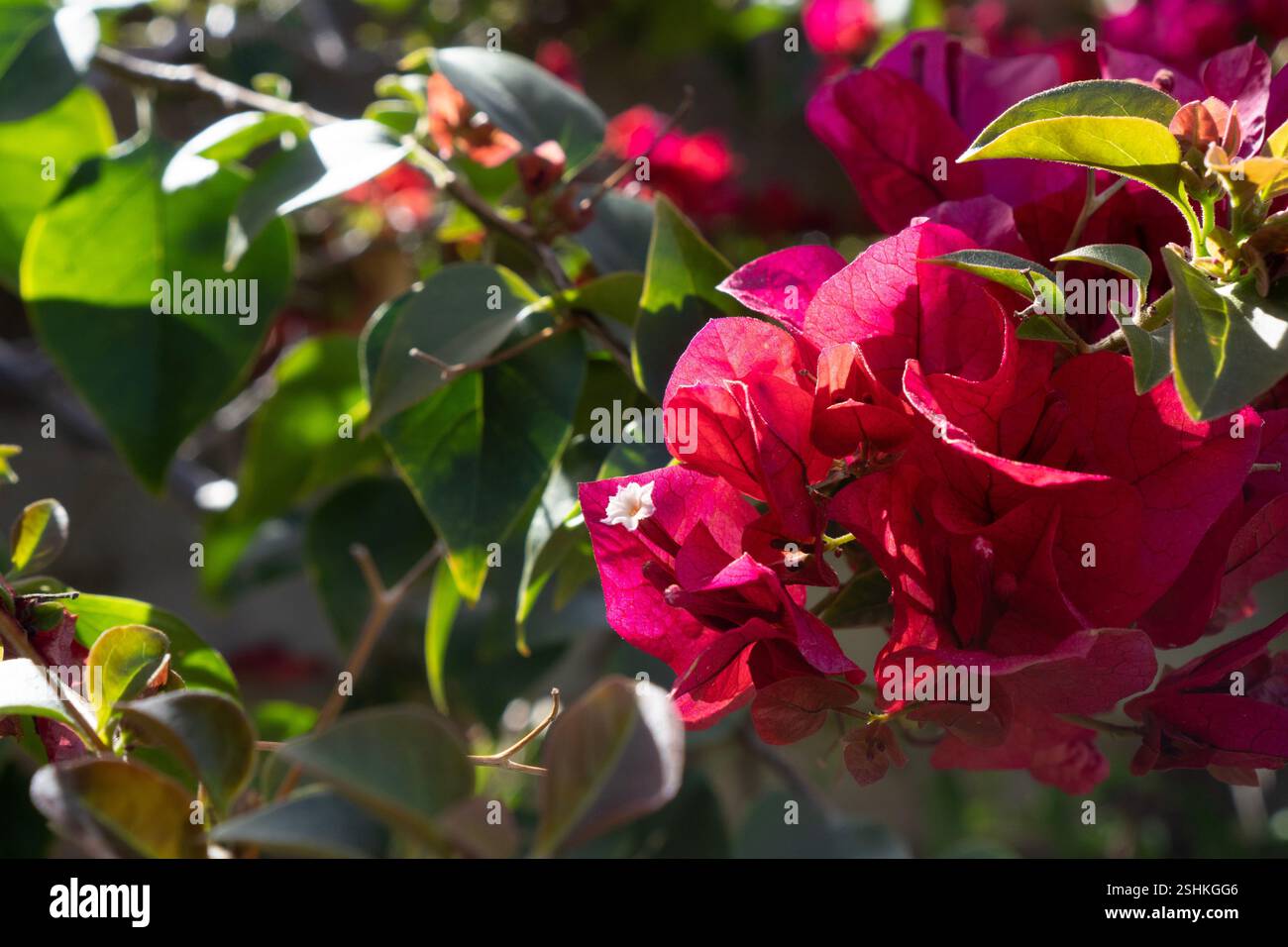Vibrant display contrasting plant hi-res stock photography and images ...