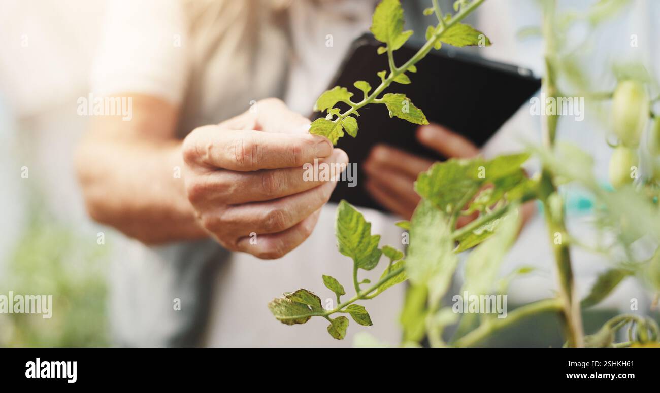 Agriculture, inspection and hands with plants, growth and checking for ...