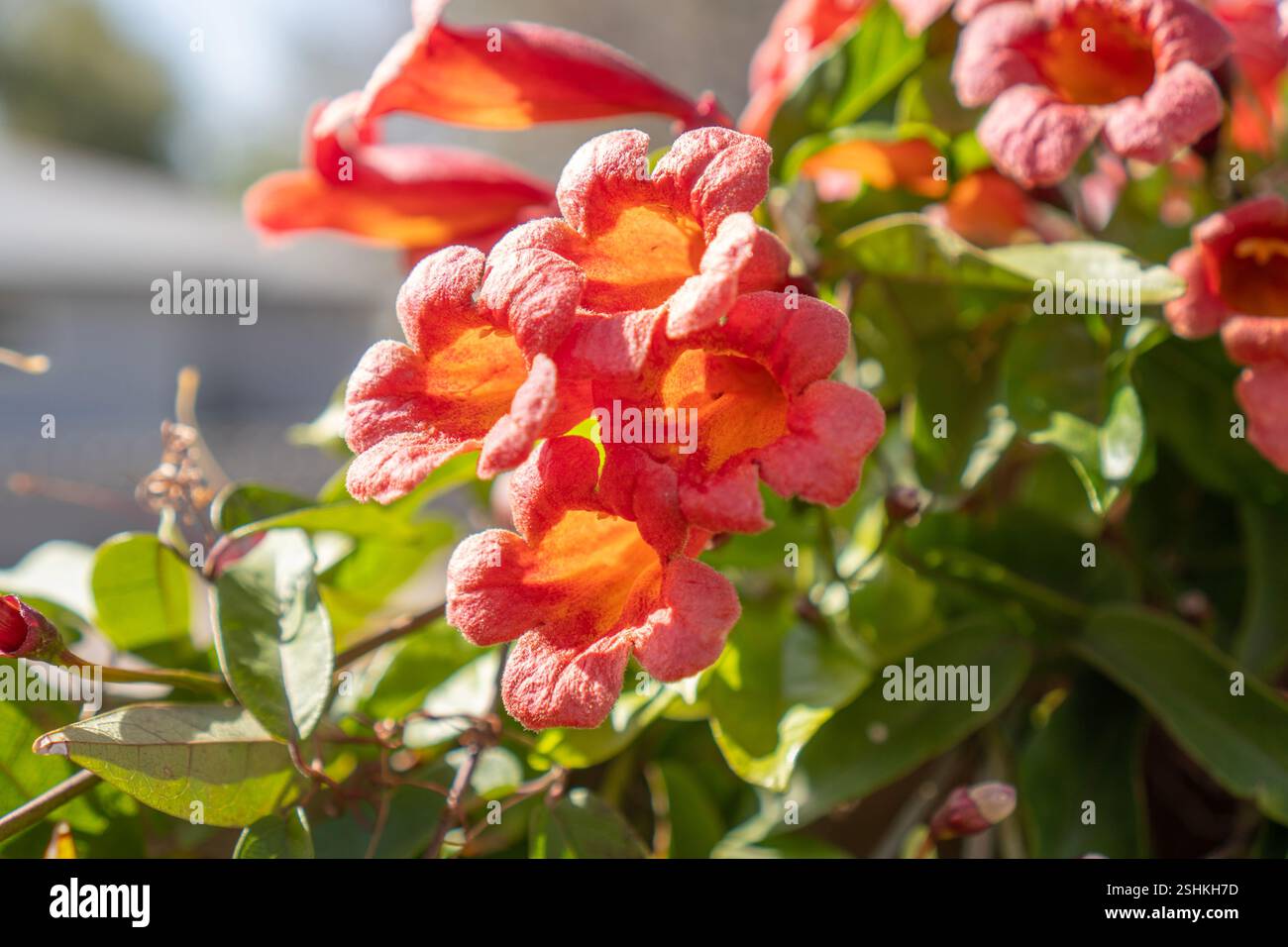 A stunning close-up of Tangerine Crossvine flowers, showcasing their ...
