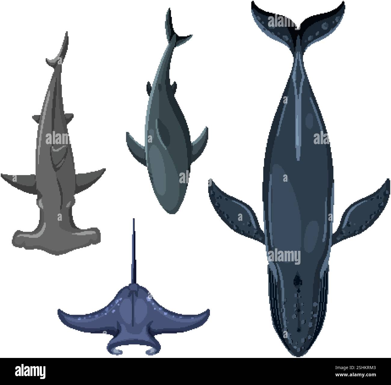 Illustration of diverse ocean creatures from above Stock Vector Image ...