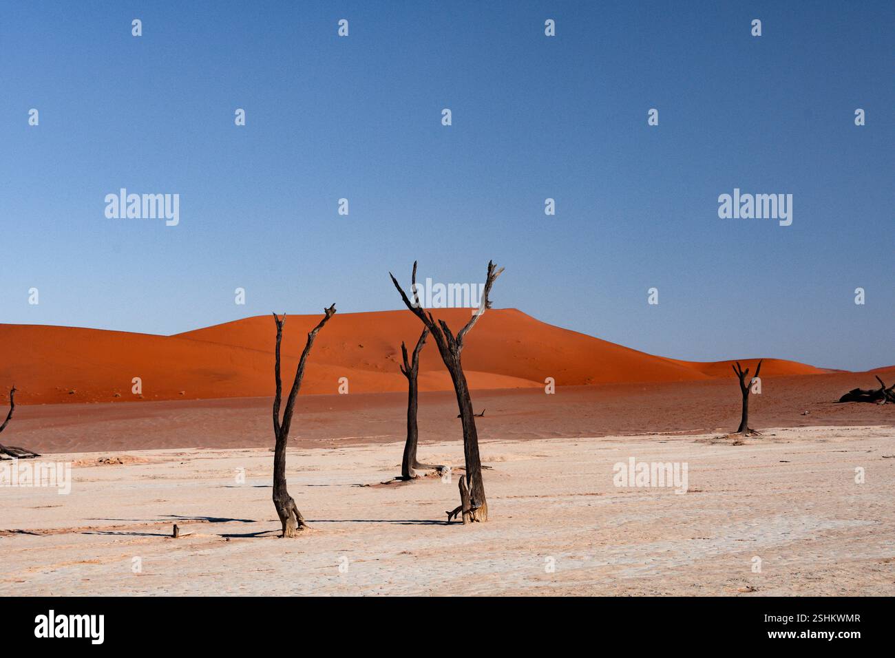 Deadvlei in Namibia has many 600-700 year-old skeleton trees contrasted ...