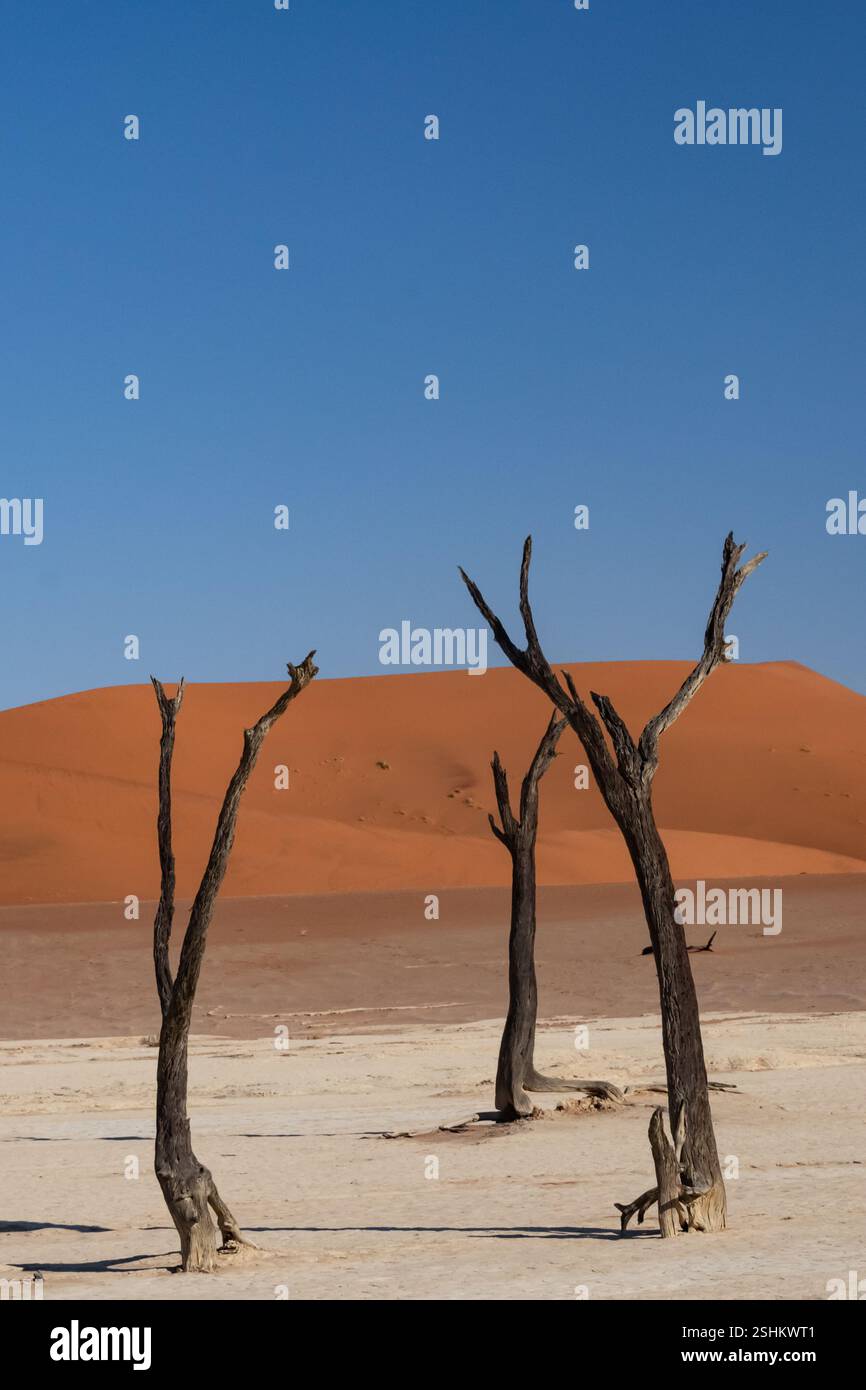 Deadvlei in Namibia has many 600-700 year-old skeleton trees contrasted ...