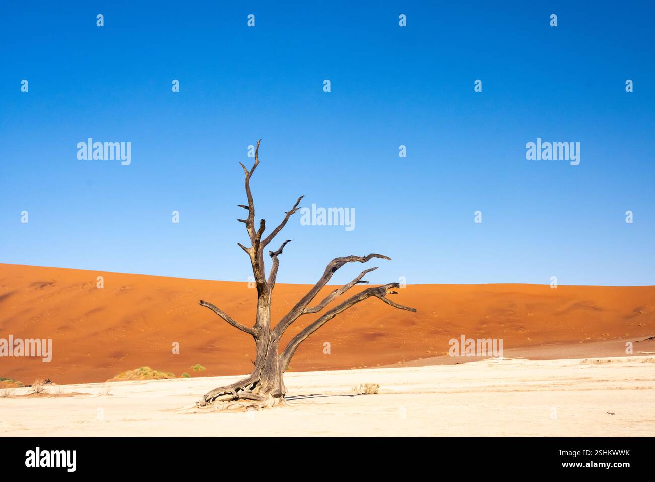 Deadvlei in Namibia has many 600-700 year-old skeleton trees contrasted ...