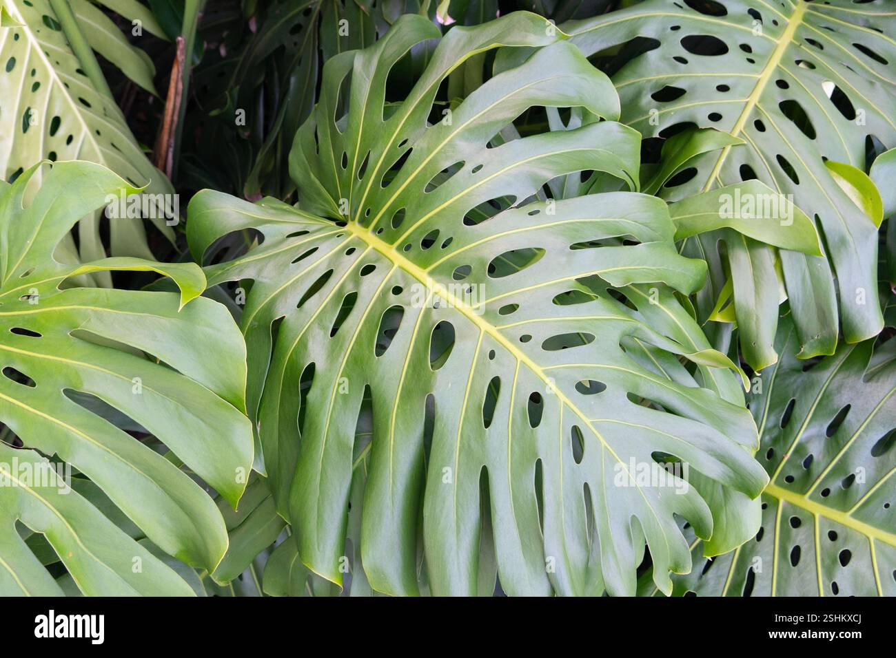 A close-up shot of vibrant Monstera plant leaves, showcasing their ...