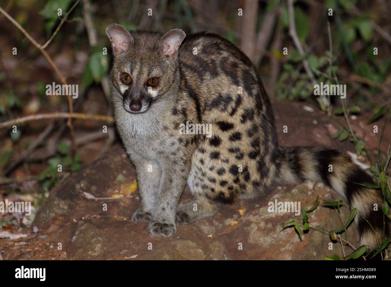 Südliche Großfleck-Ginsterkatze / South African large-spotted genet ...