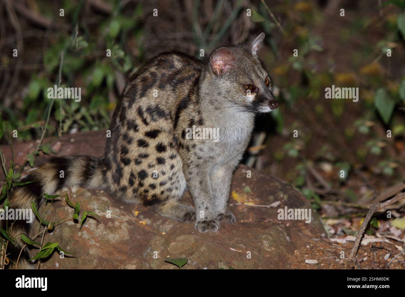 Südliche Großfleck-Ginsterkatze / South African large-spotted genet ...