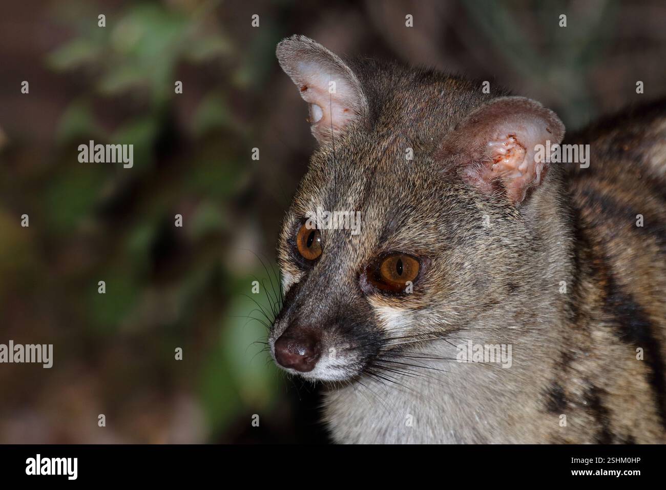 Südliche Großfleck-Ginsterkatze / South African large-spotted genet ...