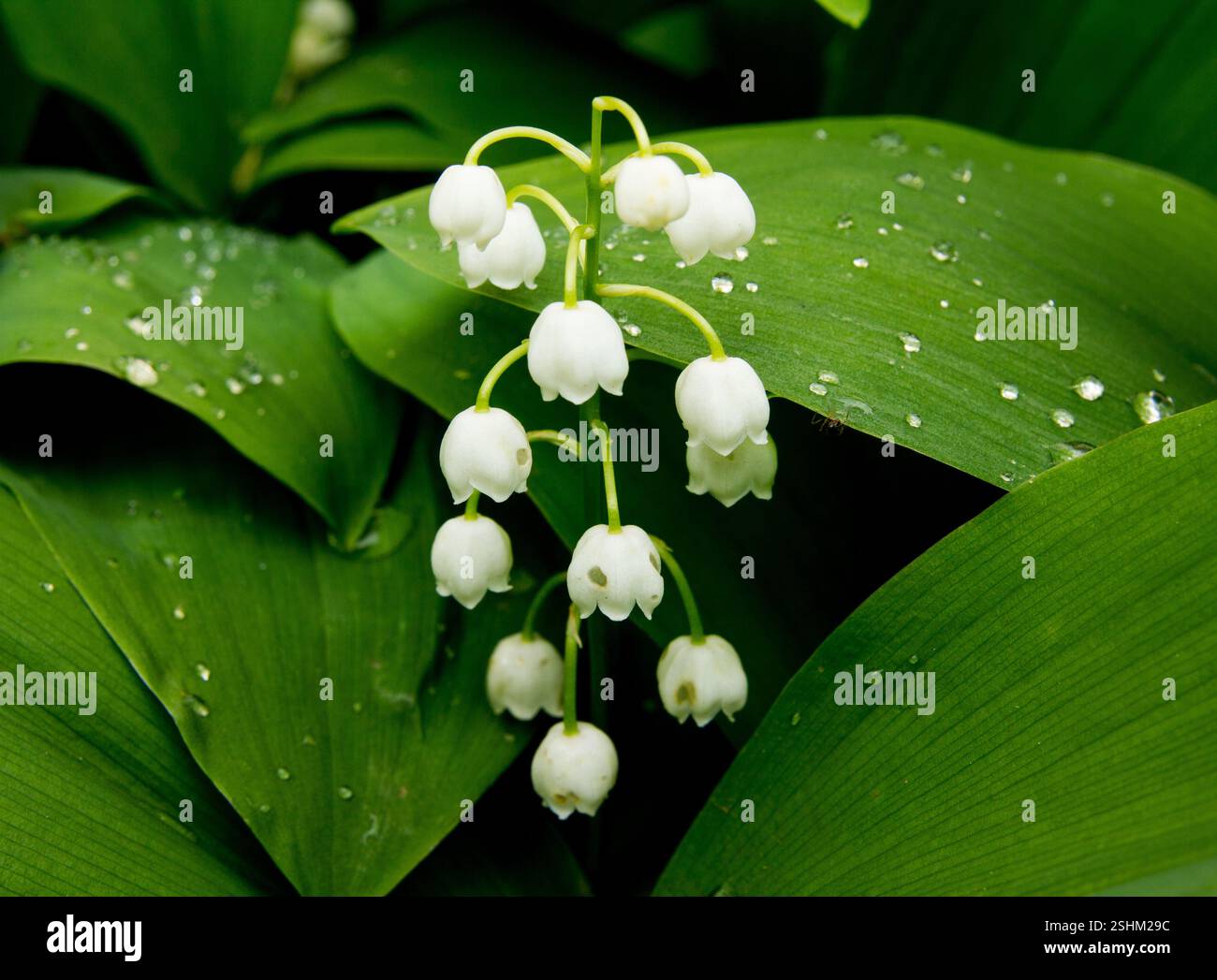 Lily valley flower branch hi-res stock photography and images - Alamy