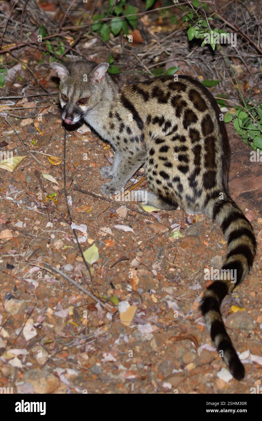 Südliche Großfleck-Ginsterkatze / South African large-spotted genet ...