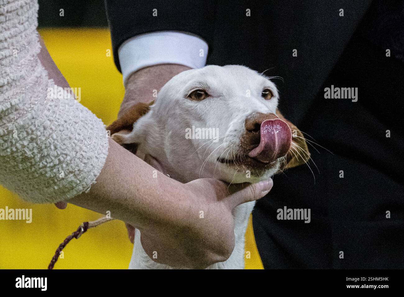 The Zit, an Ibizan Hound breed competes in the select breed judging in ...