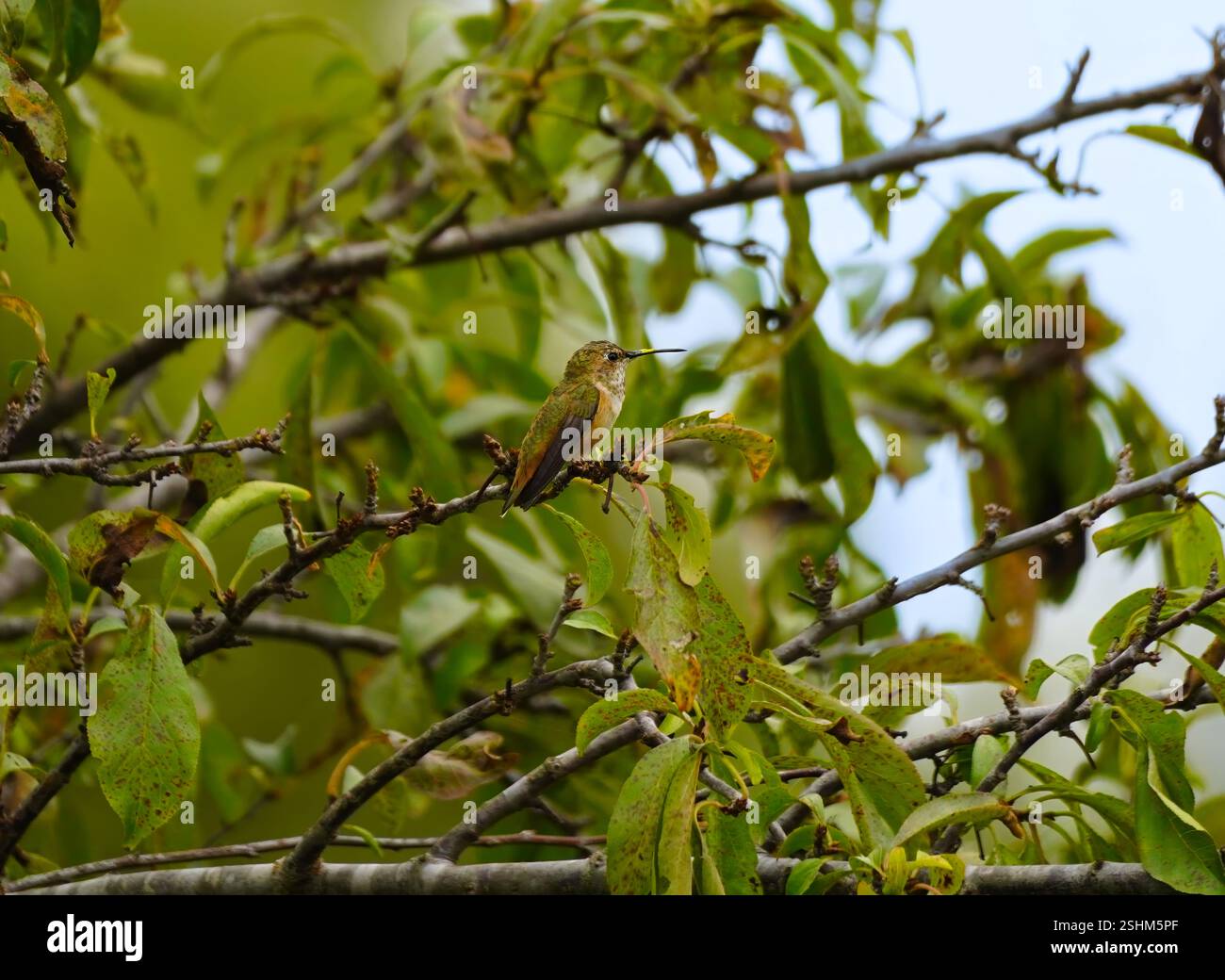A small hummingbird sits on a branch, blending into the leafy ...