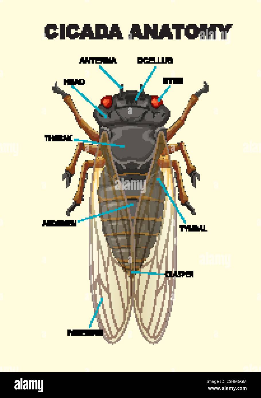 Labeled diagram showcasing cicada's anatomical features Stock Vector ...