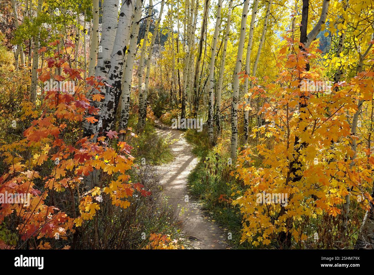 Captivating forest hi-res stock photography and images - Alamy