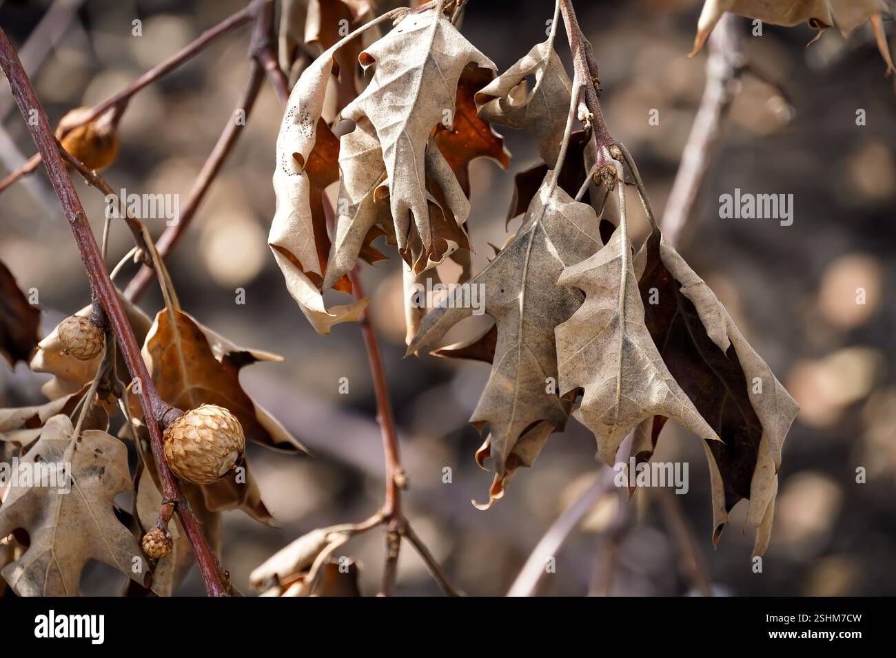 Dry oak leaves and acorns hanging on branches during autumn in a ...