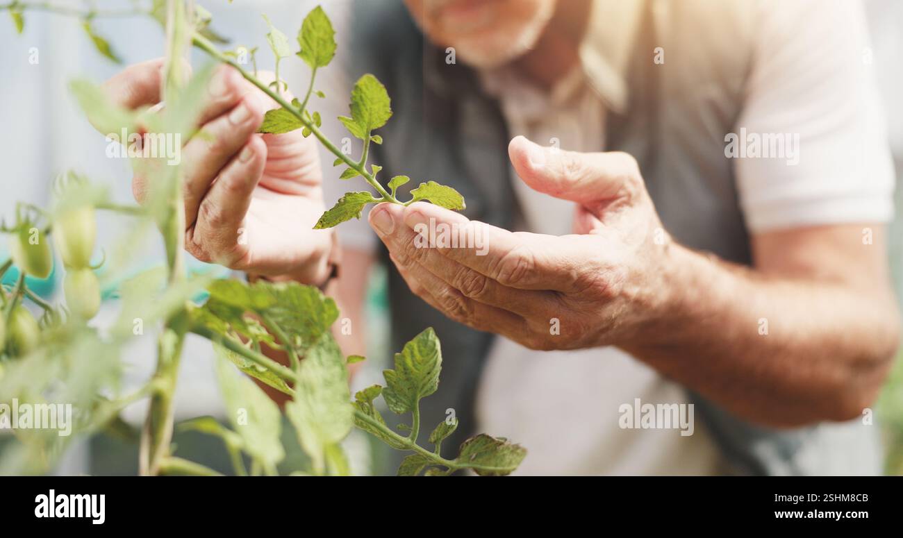 Agriculture, inspection and hands in greenhouse, leaves and checking ...