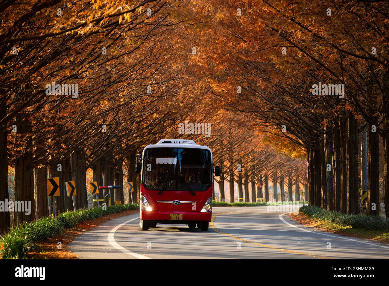 a bus running on a path with a maple-tinted tree, South Korea Stock ...