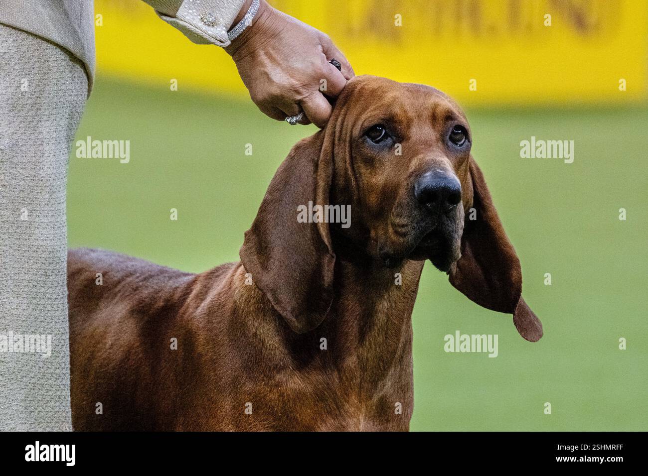 Trey, a Redbone Coonhound competes in the select breed judging in the ...