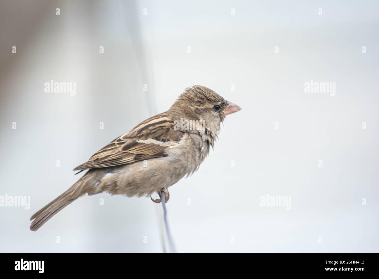 Sparrow. Sparrows on an electric wire. Bird in nature. Wild birds wall ...