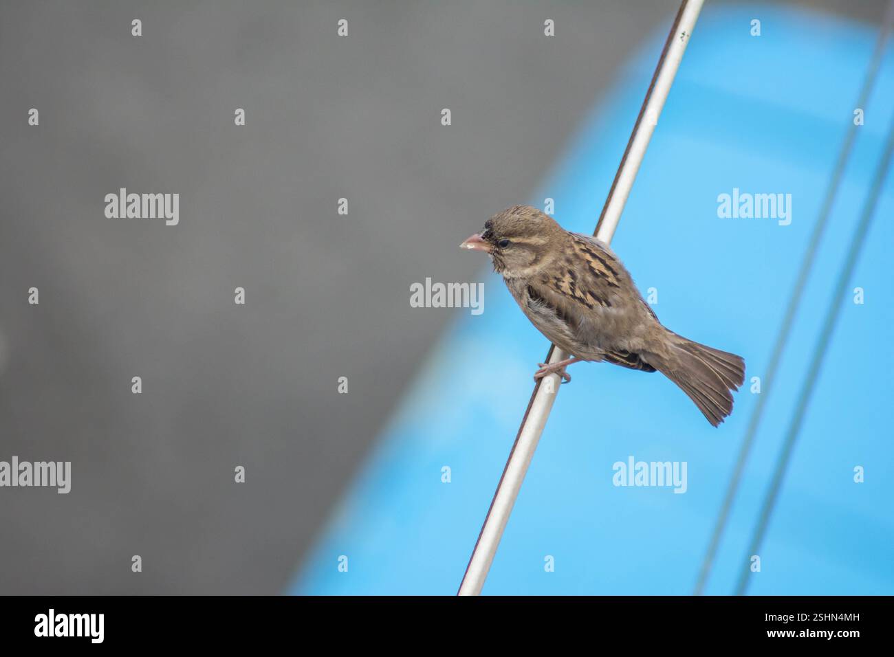 Sparrow. Sparrows on an electric wire. Bird in nature. Wild birds wall ...