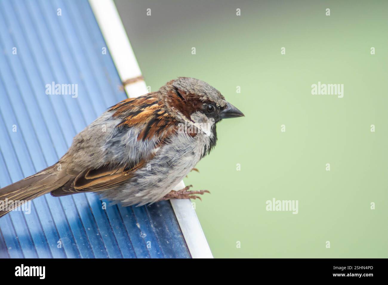 Sparrow. Sparrows on an electric wire. Bird in nature. Wild birds wall ...