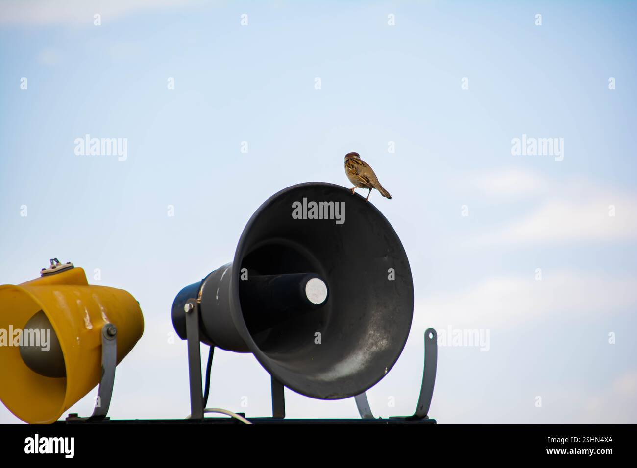 Sparrow. Sparrows on an electric wire. Bird in nature. Wild birds wall ...