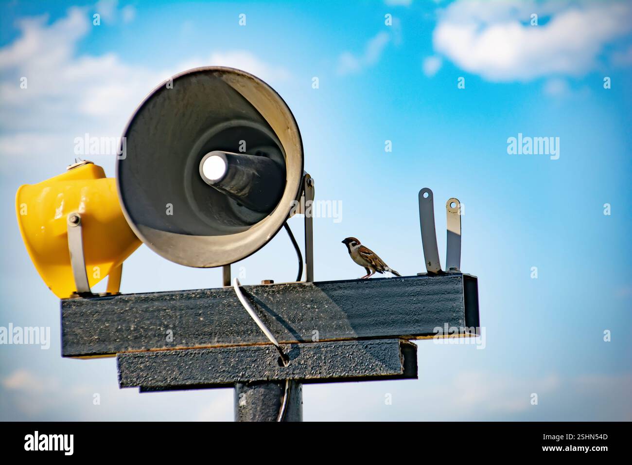Sparrow. Sparrows on an electric wire. Bird in nature. Wild birds wall ...