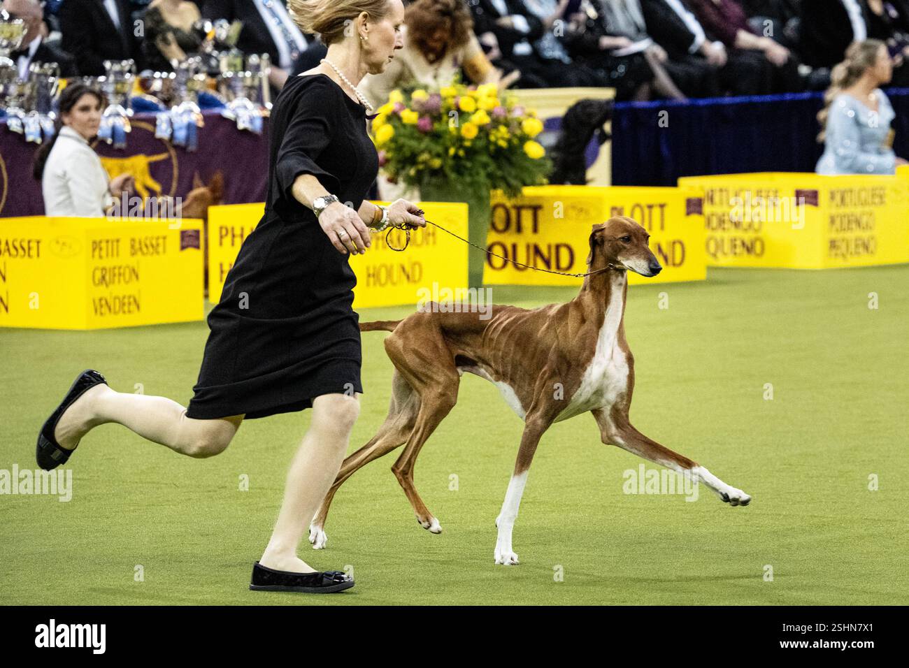 An Azawakh breed competes in the select breed judging in the Hound ...