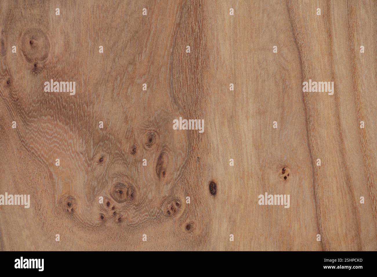 Elm board texture. Texture of natural elm finished board, noble ...