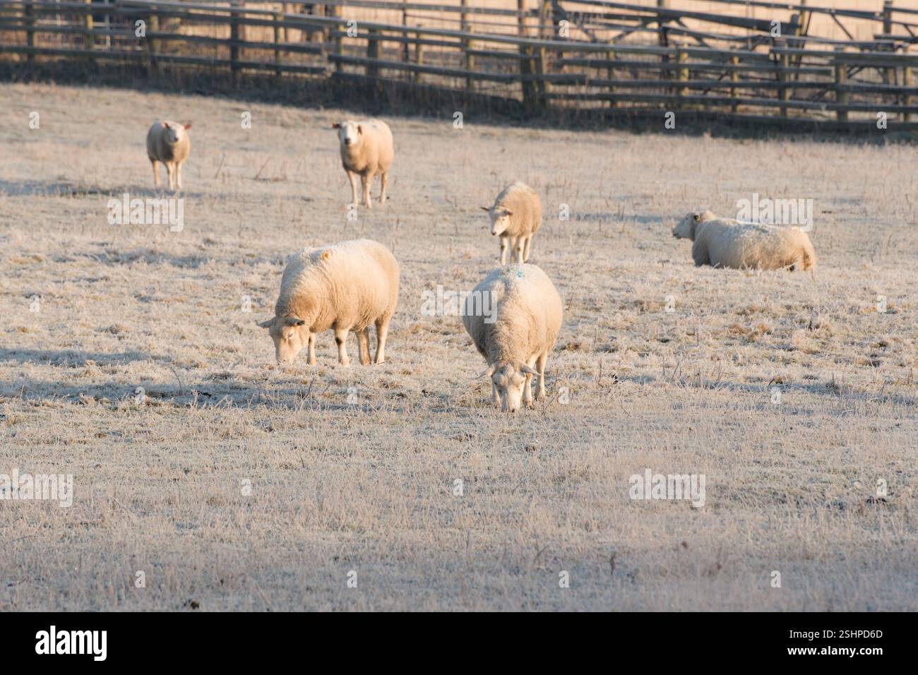 Sheep in a frosty field Stock Photo - Alamy