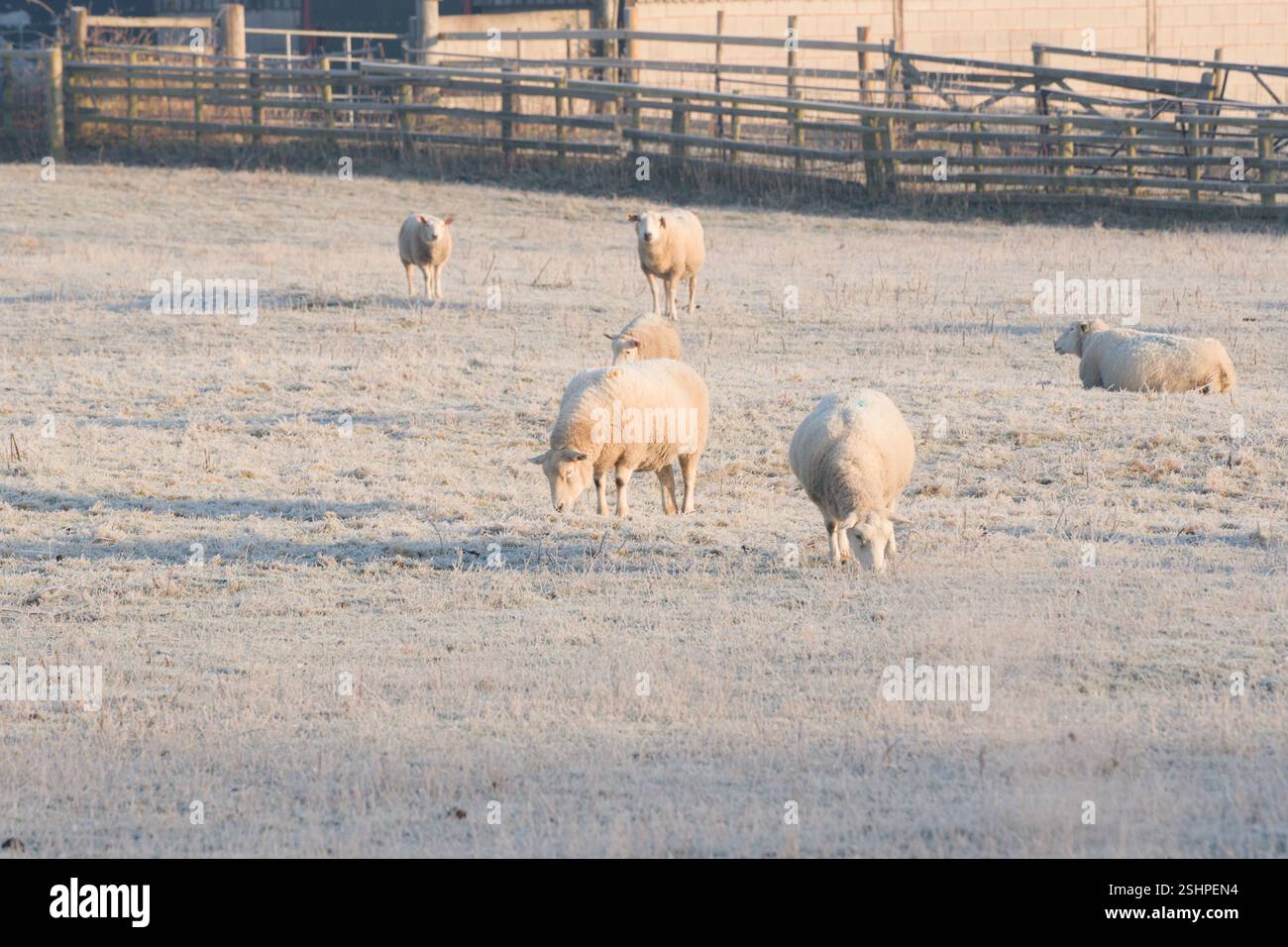 Sheep in a frosty field Stock Photo - Alamy