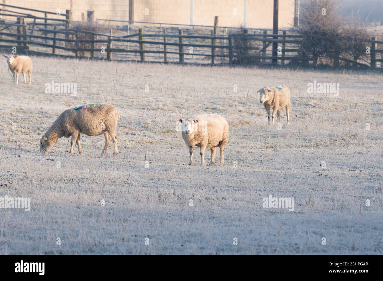 Sheep in a frosty field Stock Photo - Alamy